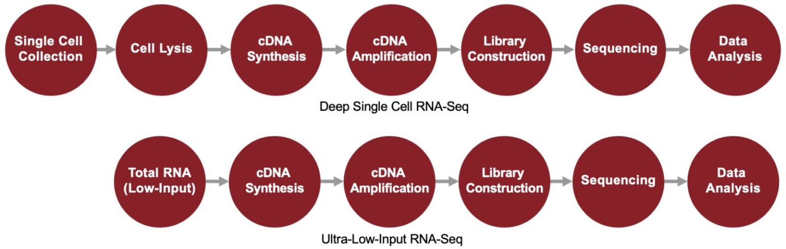 Single Cell RNA-Seq - Singulomics Corporation