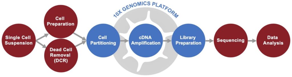 Single Cell RNA-Seq - Singulomics Corporation