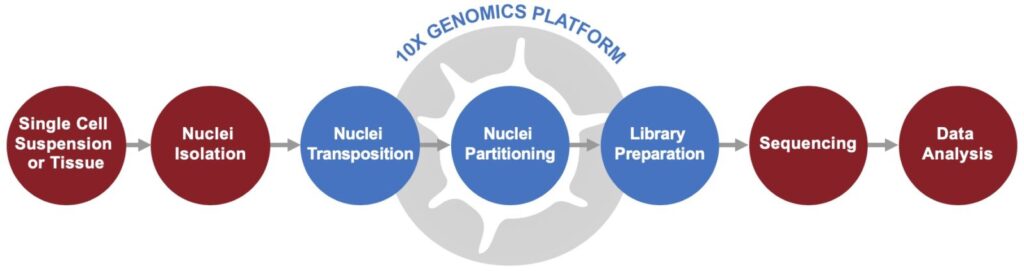 Single Cell ATAC-Seq - Singulomics Corporation