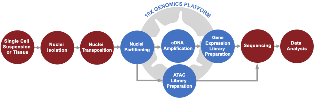 Single Cell Combined Epigenomic - Singulomics Corporation Single Cell Combined Epigenomic - Singulomics Corporation
