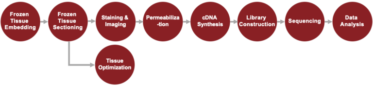 Spatial Transcriptomics - Singulomics Corporation