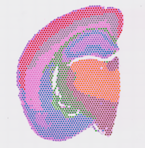 Spatial Transcriptomics - Singulomics Corporation